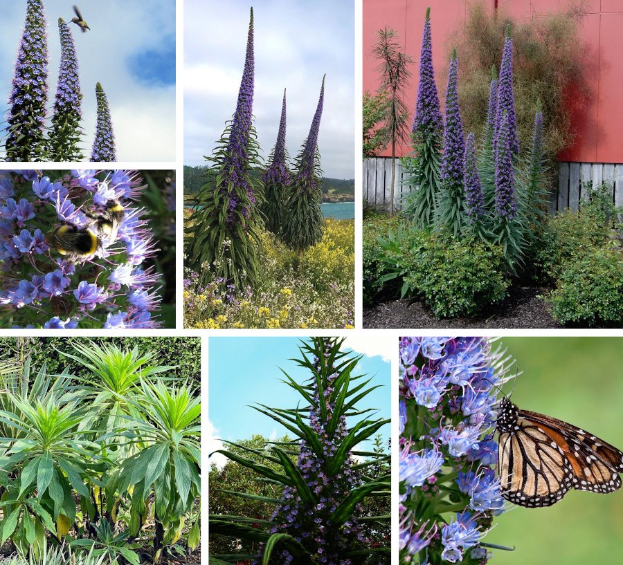 Rare "Blue Steeple"Tree Echium Giant Viper's Bugloss Echium pinnifolium