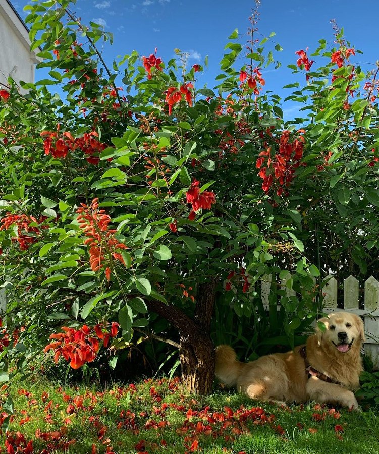 Coral Tree Cockspur Fireman Cap Erythrina crista-galli - 1 Live Rooted ...