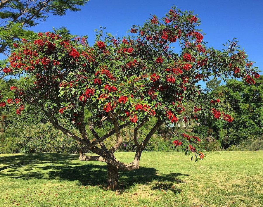 Coral Tree Cockspur Fireman Cap Erythrina crista-galli - 1 Live Rooted ...