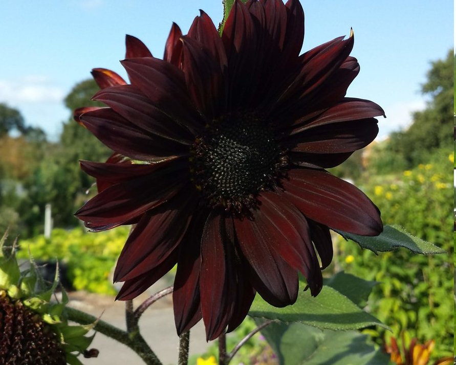Unique Dark Sunflower Red Wave Helianthus annuus - 20 Seeds