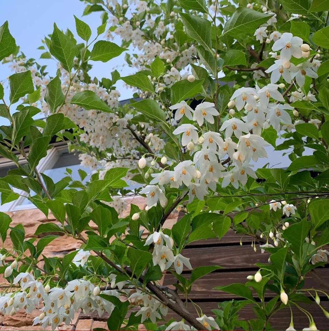 Japanese Snowbell Tree Hardy Styrax japonicus - 30 Seeds