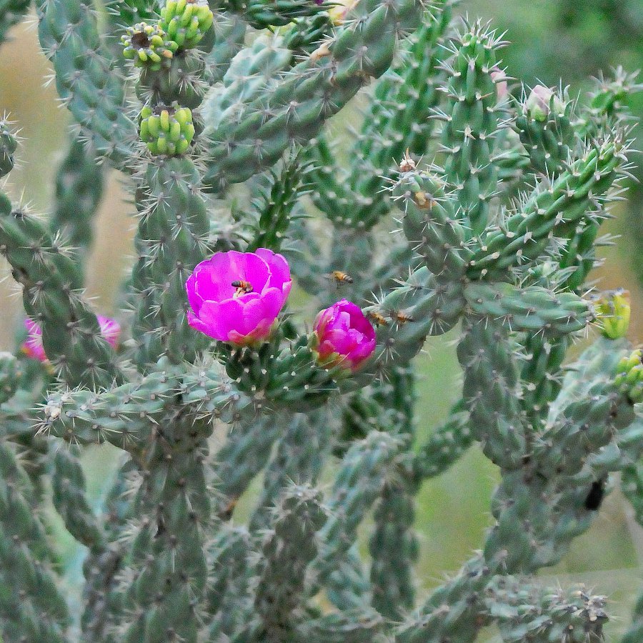 Hardy Tree Cholla Chain Link Cactus Cylindropuntia imbricata - 20 Seeds