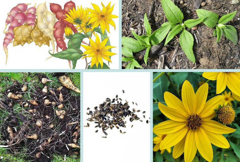 Sunchoke Jerusalem Artichoke Helianthus tuberosus - 50 Seeds