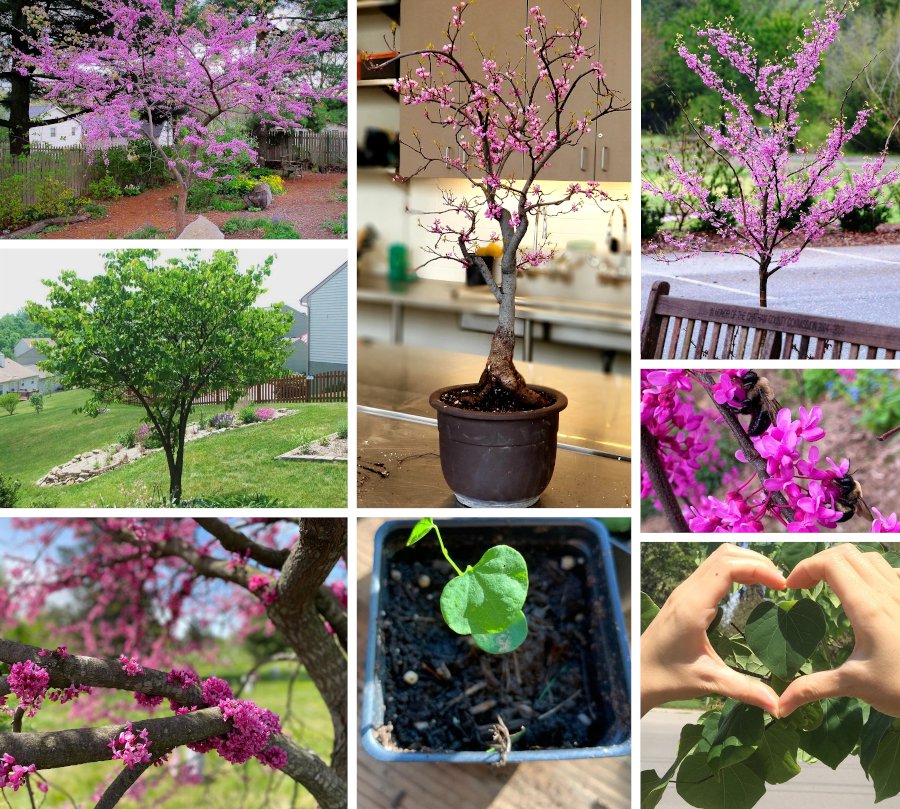 American Native Redbud Cercis canadensis - 8 Seeds