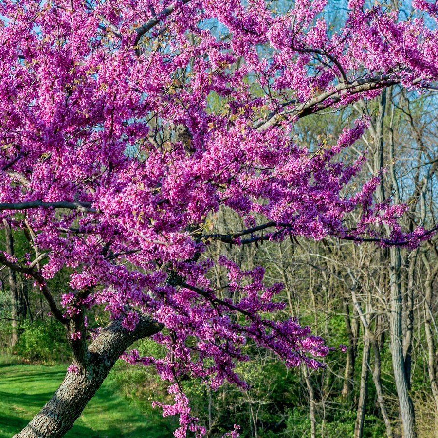 American Native Redbud Cercis canadensis - 8 Seeds
