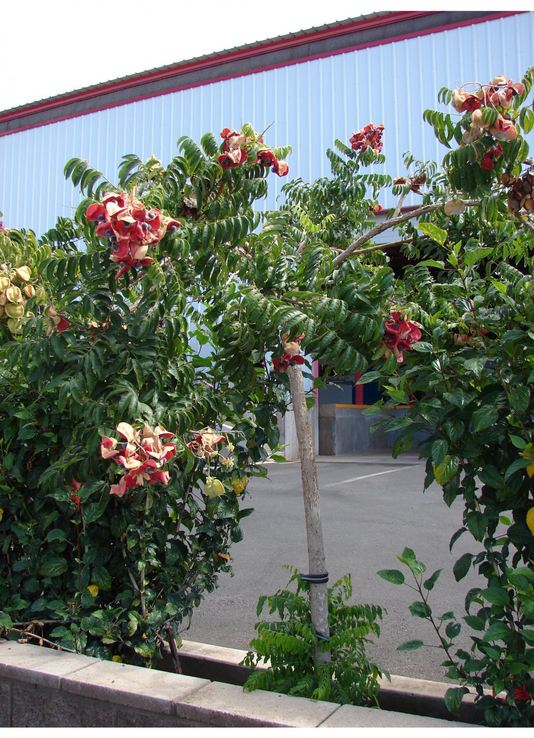 Exotic Black Pearl Tree Mgambo Rare Majidea zanguebarica - 5 Seeds