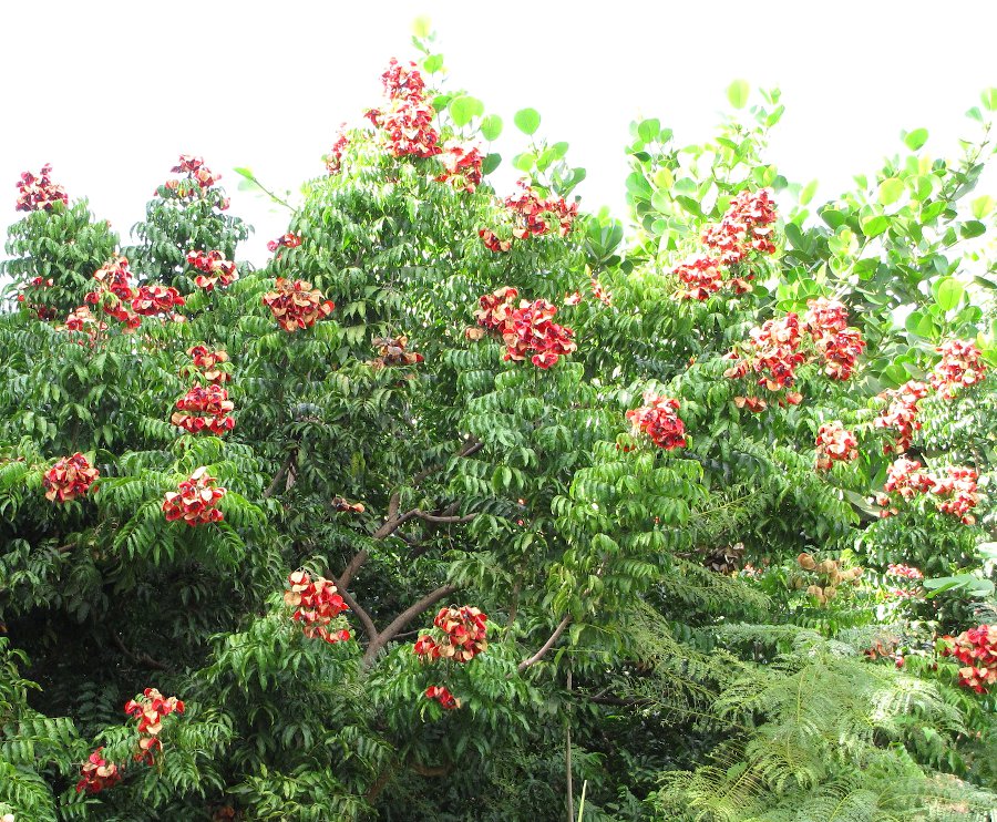 Exotic Black Pearl Tree Mgambo Rare Majidea zanguebarica - 5 Seeds