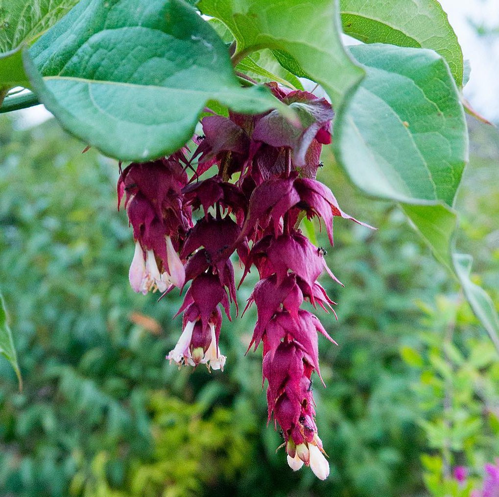 Flowering Nutmeg Pheasant Berry Shrub Perennial Honeysuckle Leycesteria ...