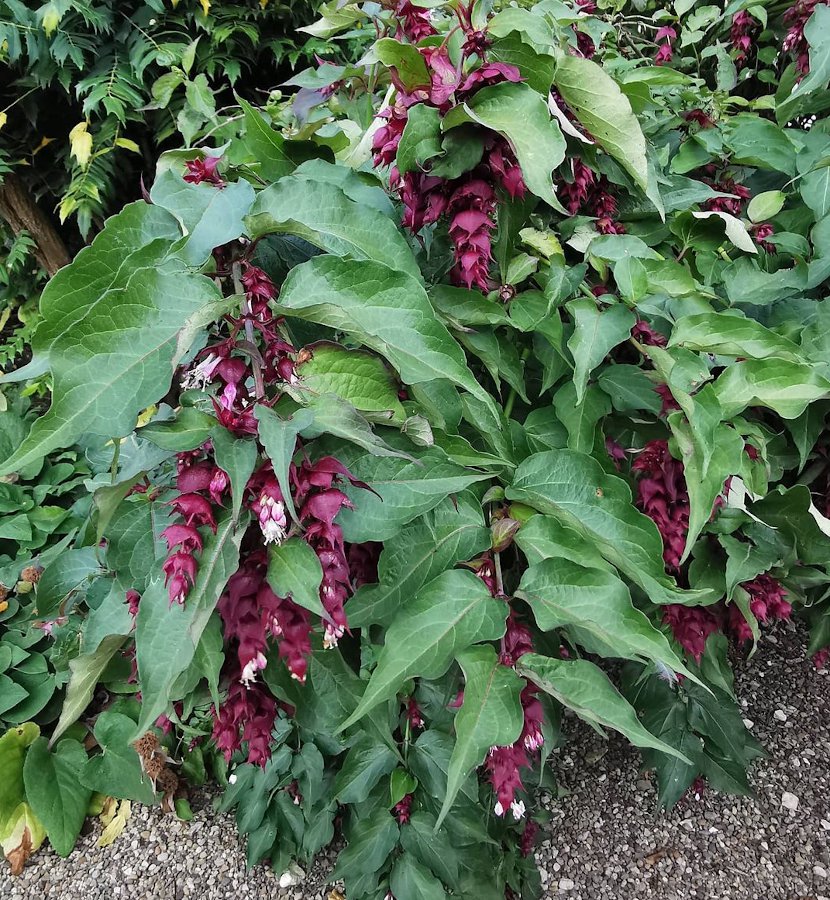 Flowering Nutmeg Pheasant Berry Shrub Perennial Honeysuckle Leycesteria ...