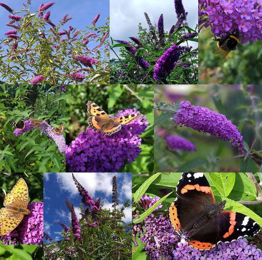 Purple Buddleia Butterfly Bush Buddleja davidii - 100 Seeds