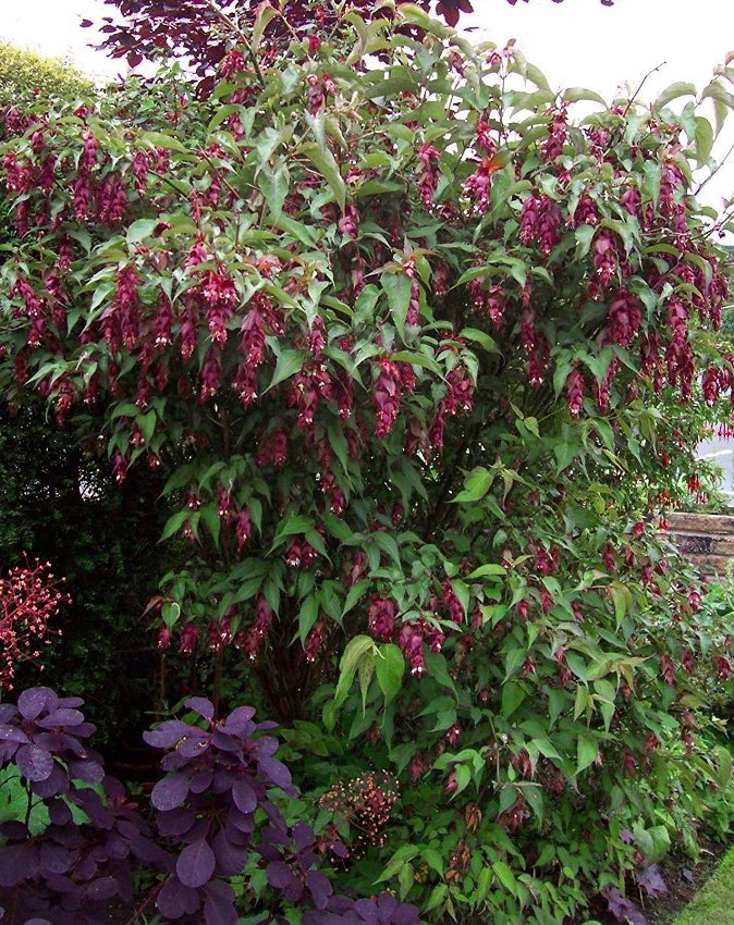 Flowering Nutmeg Pheasant Berry Shrub Perennial Honeysuckle Leycesteria ...