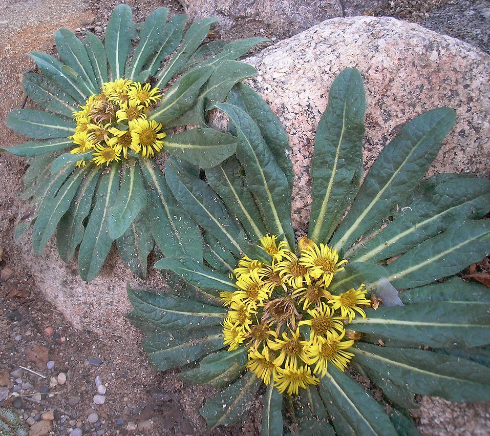 Hardy Rock Sunflower Stemless Inula Himalayan Inula rhizocephala - 30 Seeds