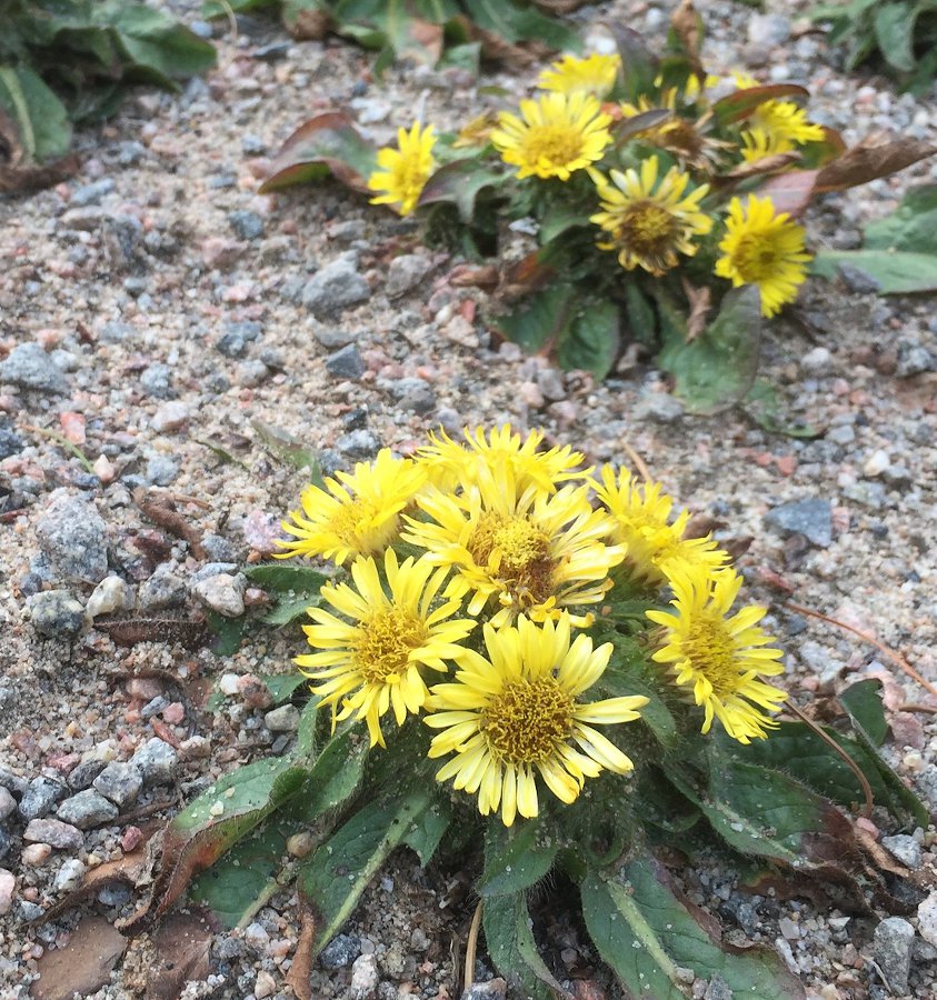 Hardy Rock Sunflower Stemless Inula Himalayan Inula rhizocephala - 30 Seeds