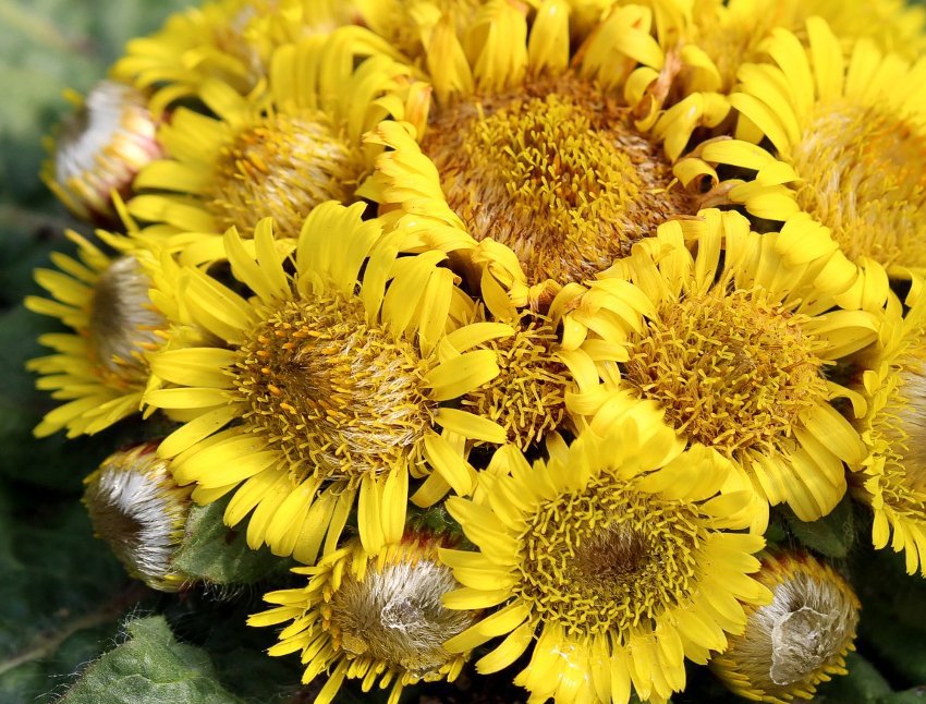 Hardy Rock Sunflower Stemless Inula Himalayan Inula rhizocephala - 30 Seeds