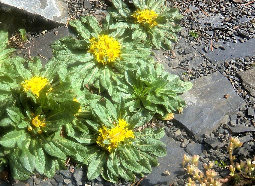 Hardy Rock Sunflower Stemless Inula Himalayan Inula rhizocephala - 30 Seeds