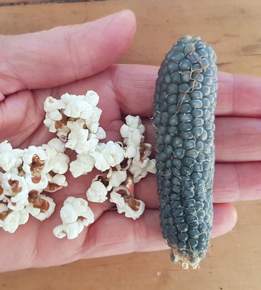 Heirloom Baby Blue Ornamental Miniature Popcorn Corn Zea mays - 30 Seeds