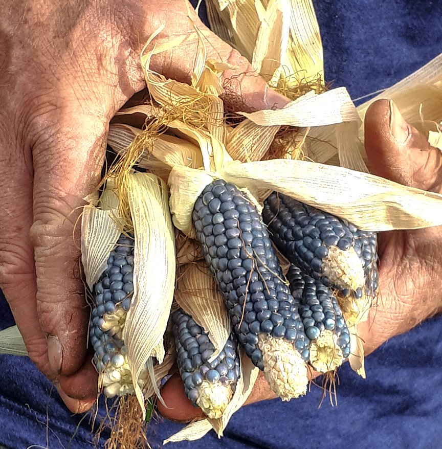 Heirloom Baby Blue Ornamental Miniature Popcorn Corn Zea mays - 30 Seeds