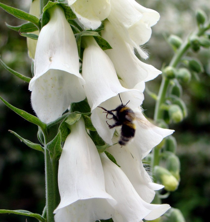 Pure White Foxglove Digitalis purpurea alba - 100 Seeds