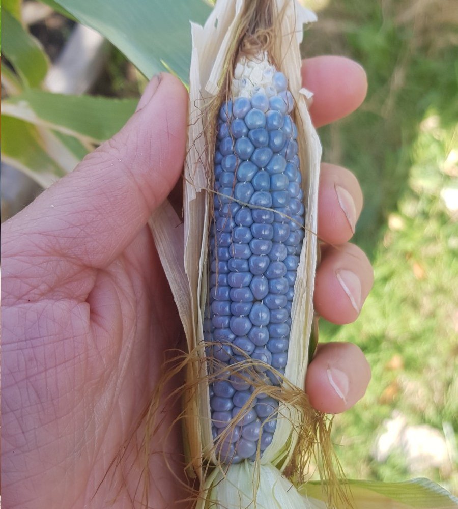 Heirloom Blue Miniature Popcorn Ornamental Corn Zea mays - 30 Seeds