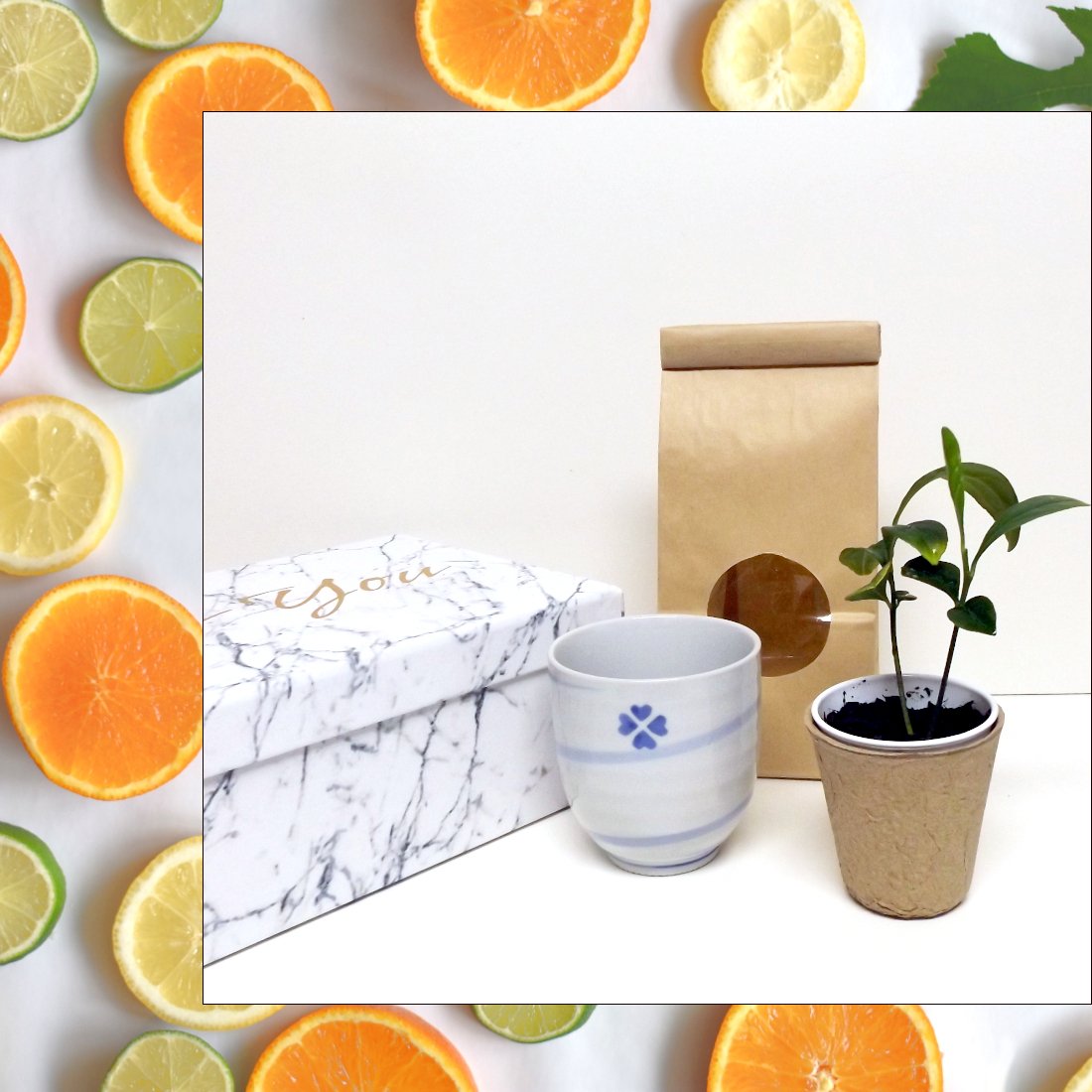 Mini Key Lime Citrus Tree Gift Box - Live Plant in Porcelain Cover Cup