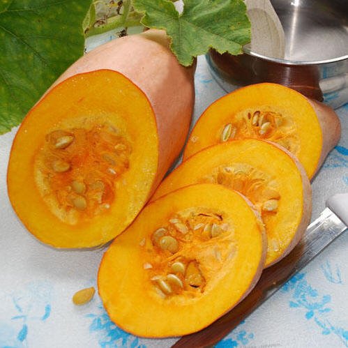 Mammoth Jumbo Heirloom Pink Banana Winter Squash Cucurbita maxima - 15 ...