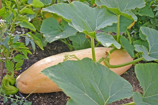 Mammoth Jumbo Heirloom Pink Banana Winter Squash Cucurbita maxima - 15 ...