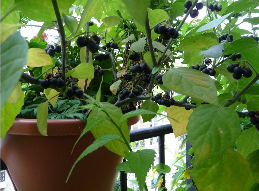 True Heirloom Wonderberry Sunberry Solanum burbankii - 30 Seeds