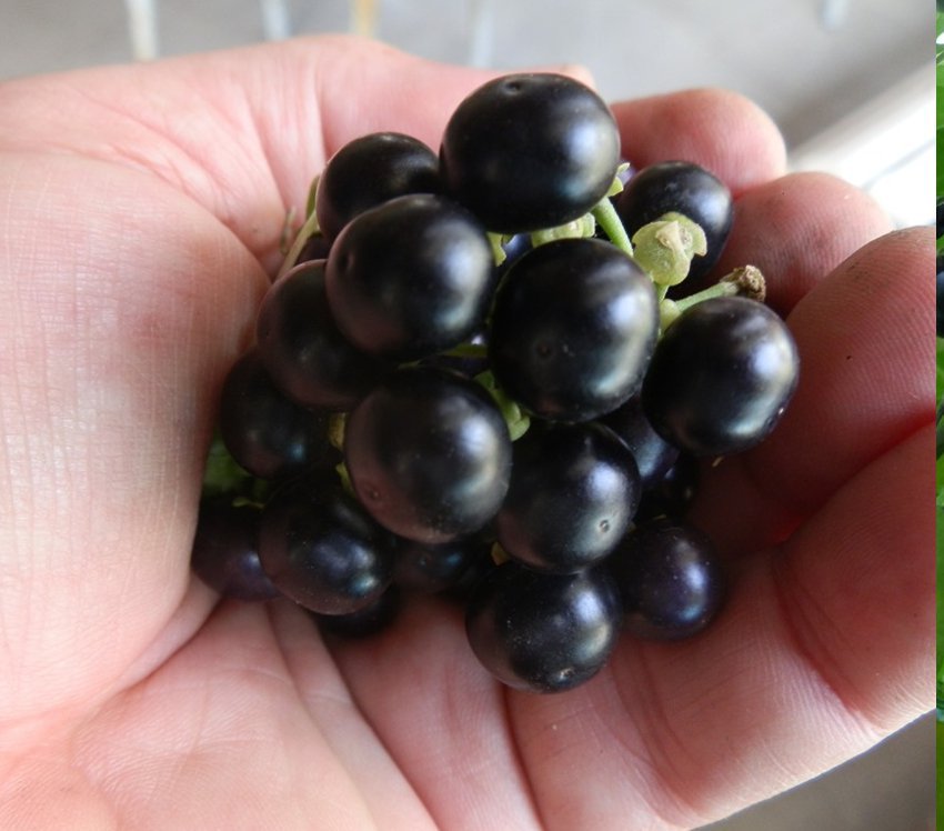 True Heirloom Wonderberry Sunberry Solanum burbankii - 30 Seeds