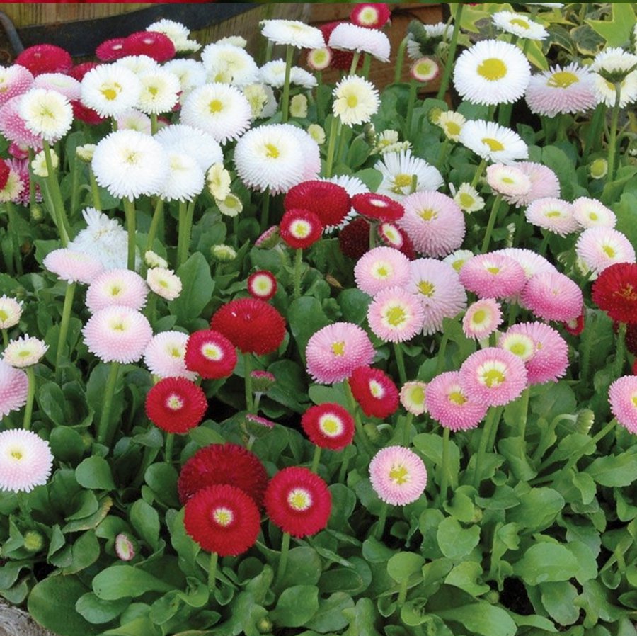 Fairy Garden English Daisy Double Mix Bellis Perennis Super Enorma ...