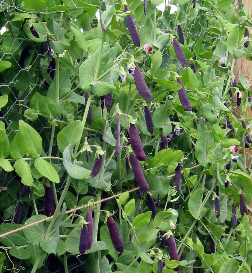 Dutch Heirloom Purple Blue Podded Capucijner Pea Pisum sativum - 25 Seeds