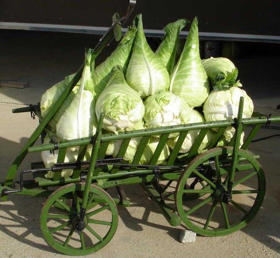 German Heirloom Festival Cabbage Rare Filderkraut Hillmar Brassica ...