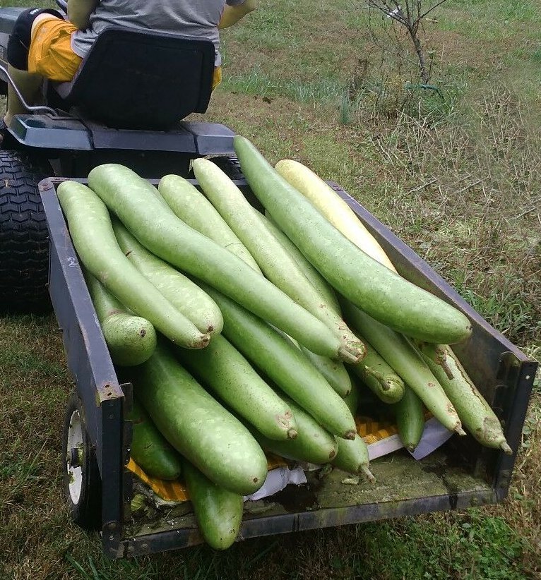 Serpent of Sicily Cucuzza Longa Squash - 10 Seeds