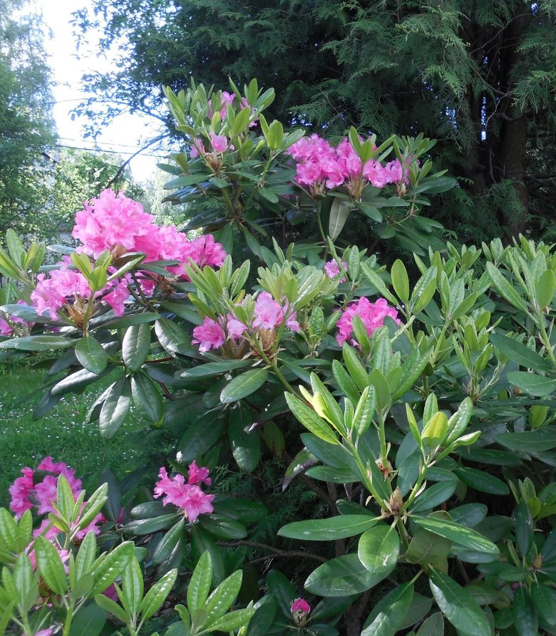Native Pacific Rhododendron Rhododendron macrophyllum - 80 Seeds