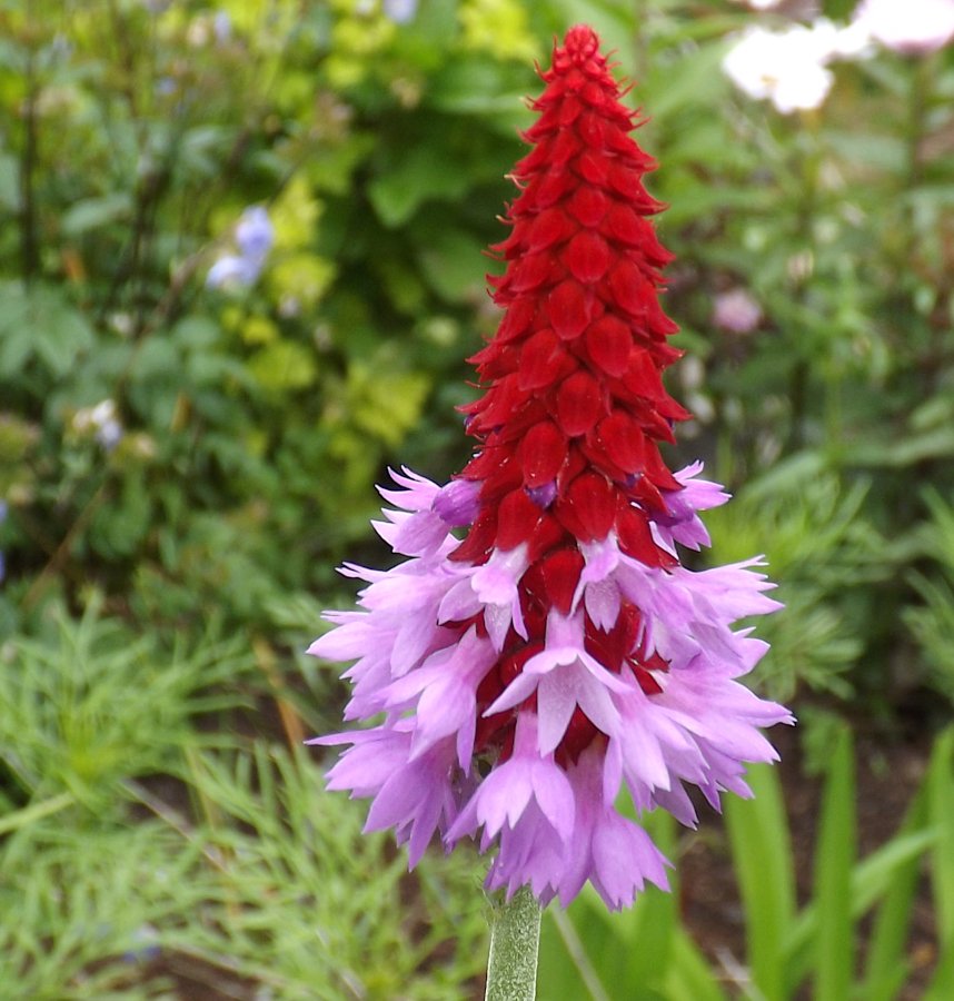 Rare Orchid Primrose Primula vialii - 25 Seeds