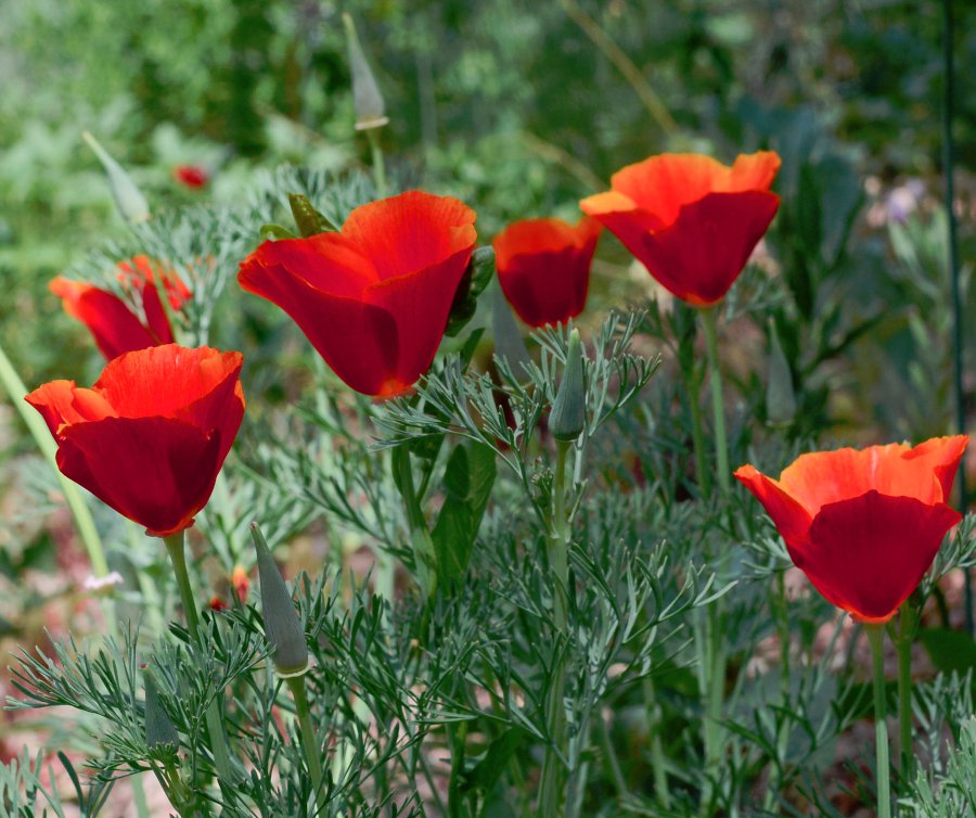 Red California Poppy Eschscholzia californica - 200 Seeds