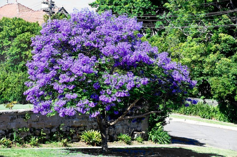 Blue Jacaranda Brazilian Rose Wood Jacaranda Mimosifolia - 25 Seeds