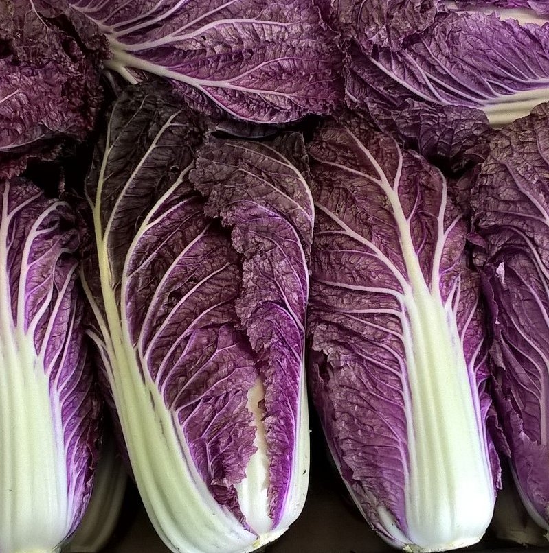 Red Purple Napa Cabbage Merlot Brassica rapa pekinensis - 25 Seeds