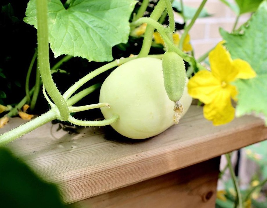 Croatia Heirloom Dragon's Egg Cucumber Cucumis sativis - 10 Seeds
