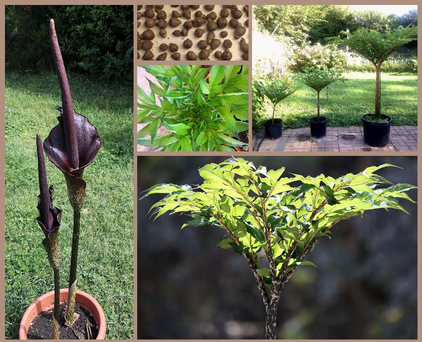 Voodoo Lily Aroid Amorphophallus rivieri var. konjac – 1 Live Plant