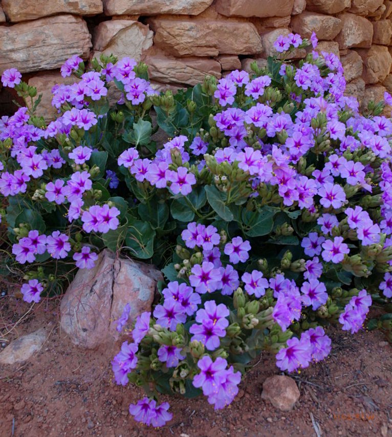Native Showy Wild Desert Four O'Clock Mirabilis Multiflora - 8 Seeds