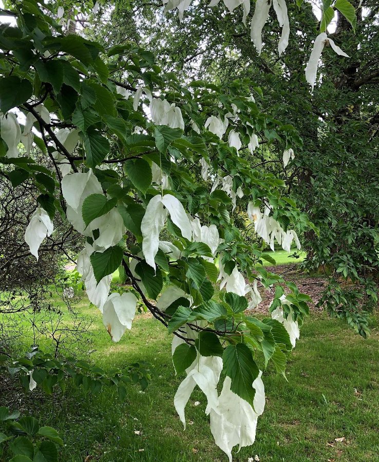 Scarce Pocket Handkerchief Tree Dove Tree Hardy Davidia involucrata - 5 ...