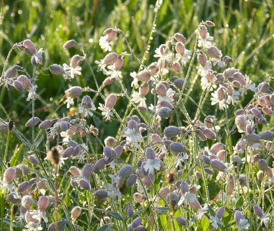 Wild Maidenstears Bladder Campion Silene vulgaris inflata - 30 Seeds