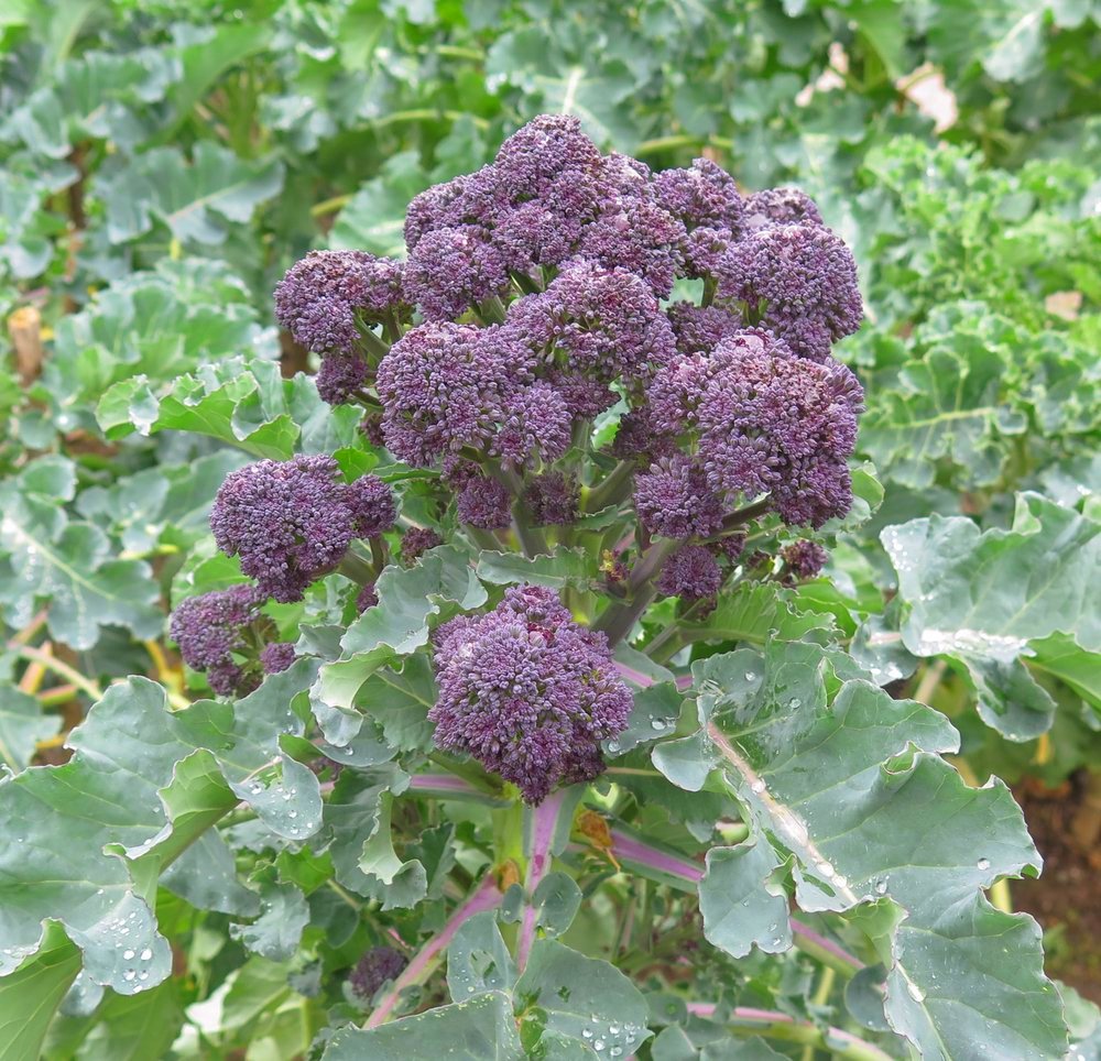 English Purple Sprouting Broccoli Early Brassica oleracea - 150 Seeds