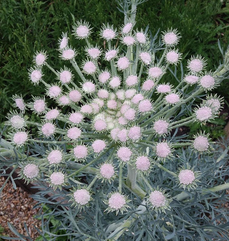 Beautiful Coveted Moon Carrot Seseli gummiferum - 20 Seeds