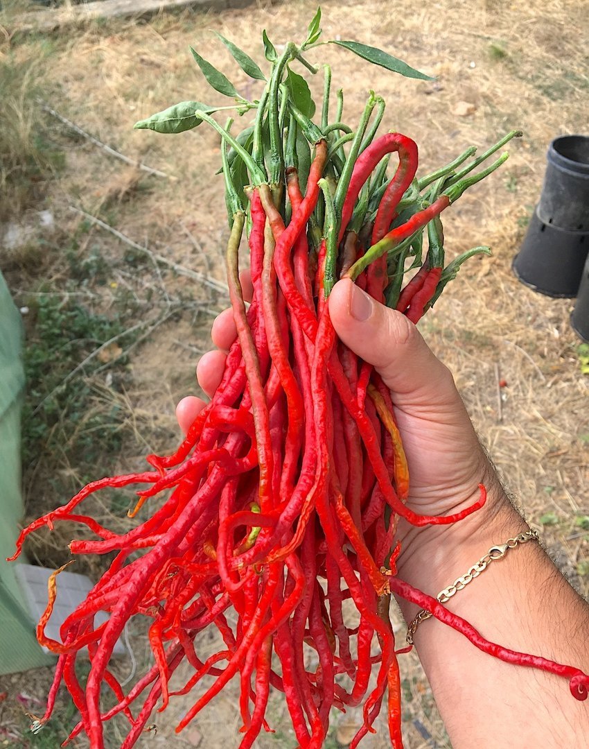 Rare Leigong Thunder Mountain Longhorn Chili Pepper Capsicum annuum - 5 ...