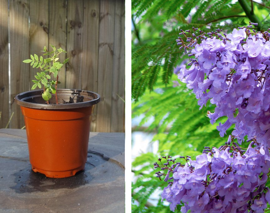 Jacaranda Brazilian Rose Wood Jacaranda Mimosifolia - Live Plant Seedling