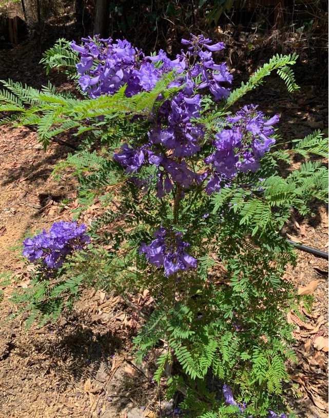Jacaranda Brazilian Rose Wood Jacaranda Mimosifolia - Live Plant Seedling