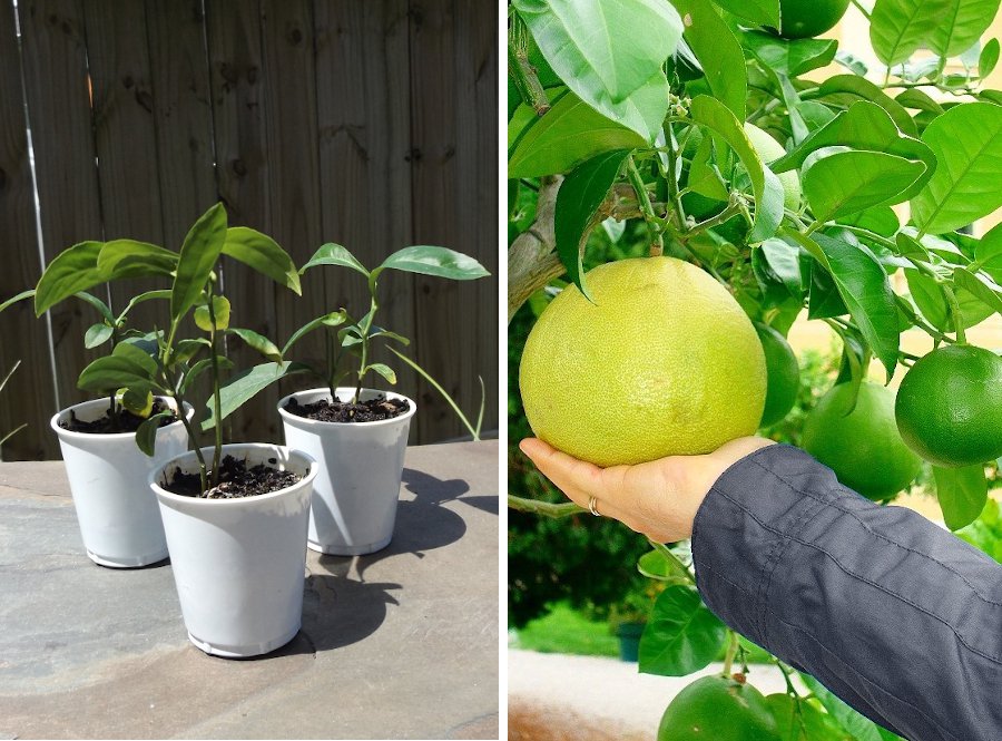 Heirloom Pomelo Fruit Citrus maxima - Live Seedling Cup