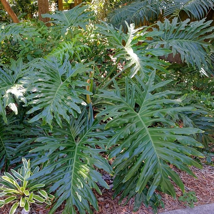 Lacy Tree Philodendron bipinnatifidum Selloum - 25 Seeds