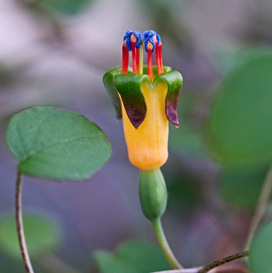 Exotic Creeping Fuchsia Fuchsia procumbens - 10 Seeds